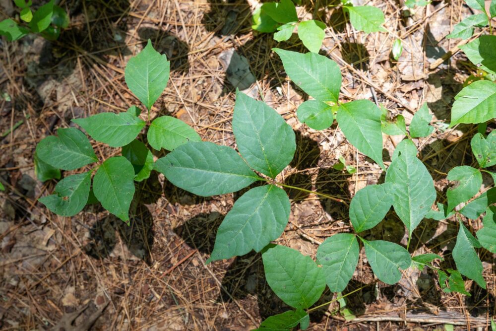 What To Do If Poison Ivy Blisters Pop? | Essential Care Tips