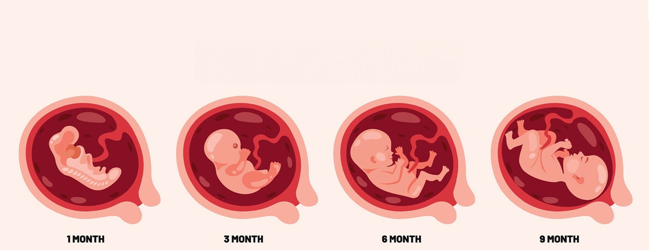 When Can a Fetus Feel Touch? | Sensational Insights