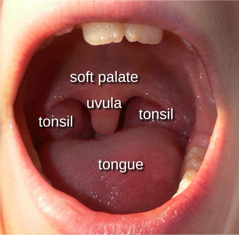 Where Is The Uvula? | Essential Anatomy Insights