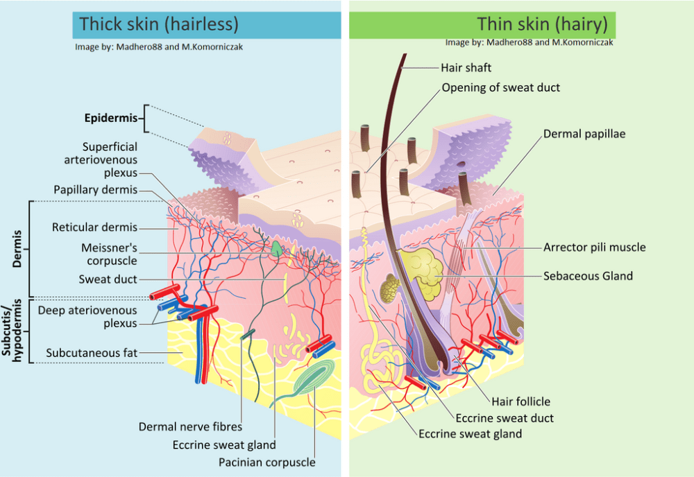 Where Is The Thickest Skin On The Body Found? | Skin Secrets Revealed