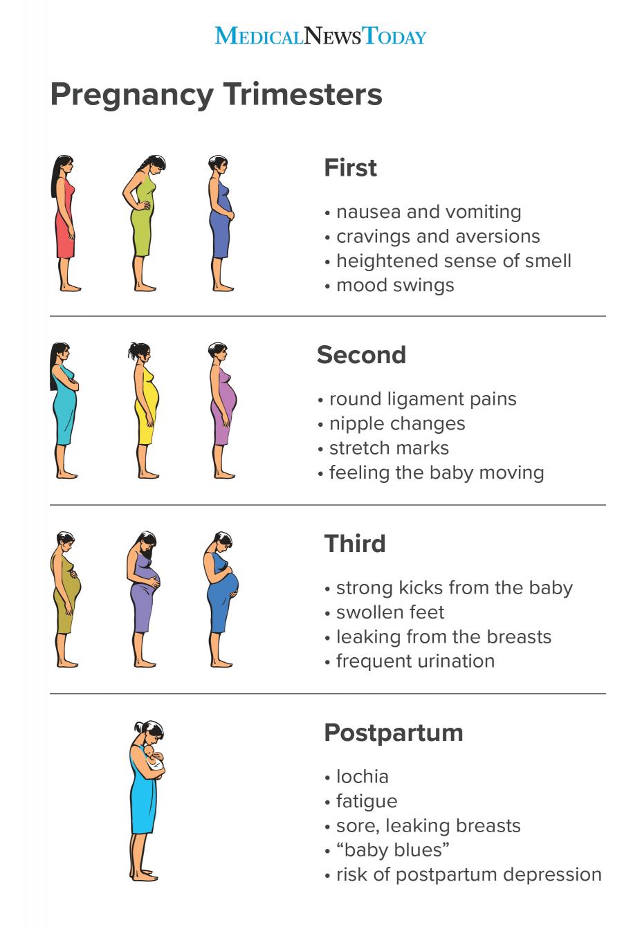 What Week Are You In The Third Trimester? | Essential Insights
