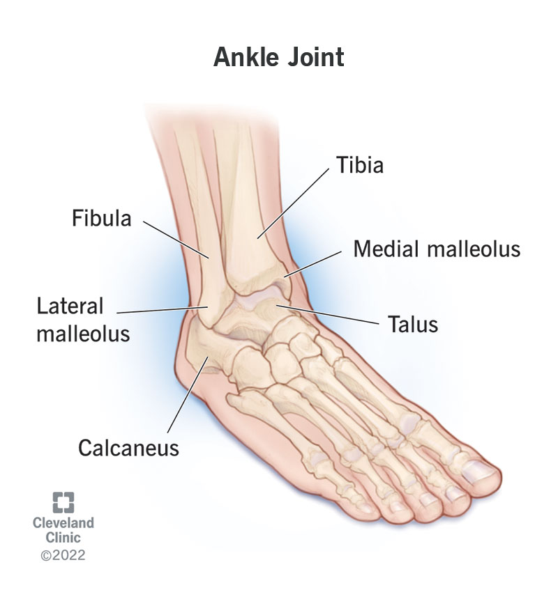 What Is The Bone That Sticks Out On Your Ankle? | Understanding Anatomy