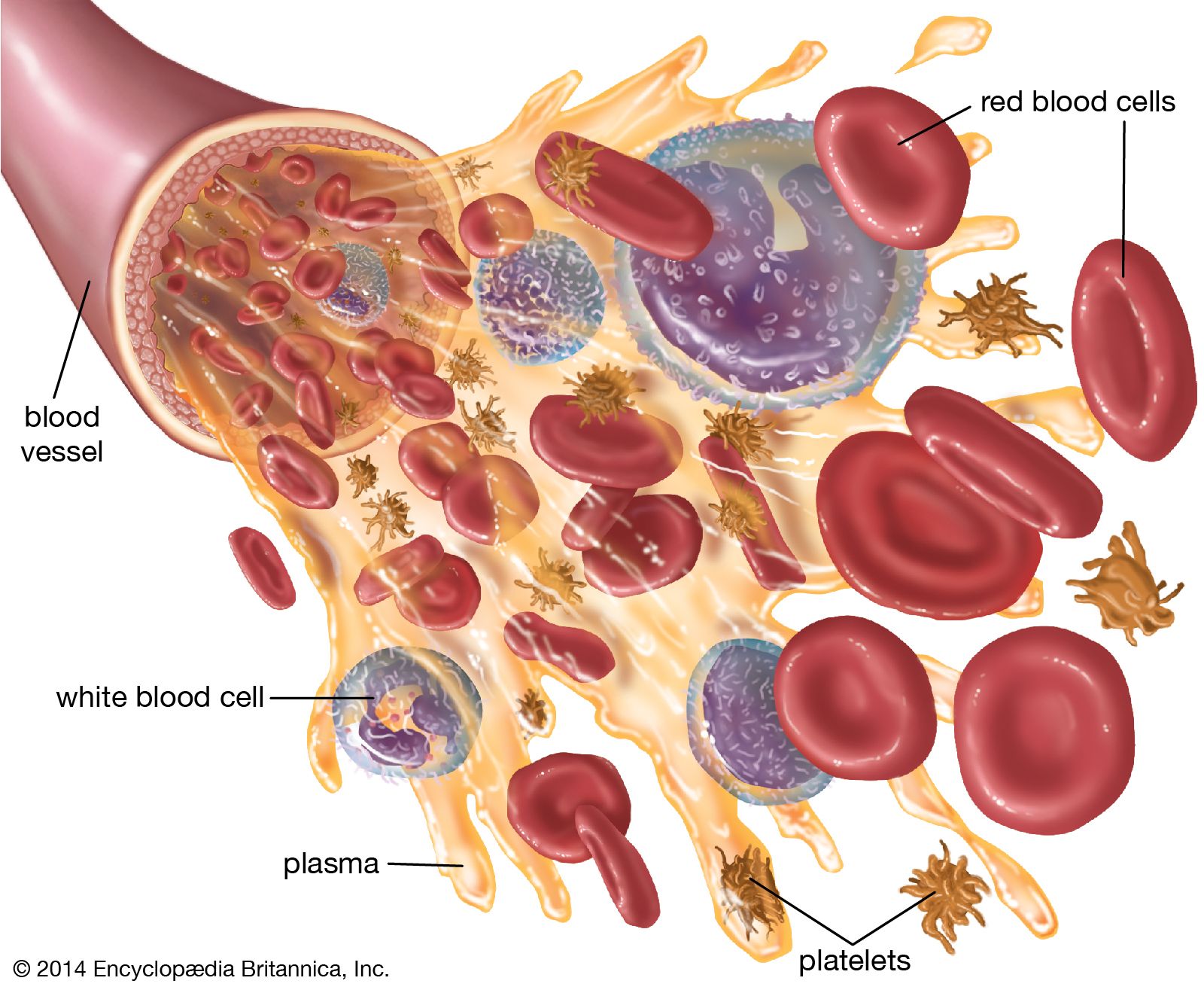 Why Is My Blood Sticky From A Cut? | Medical Insights