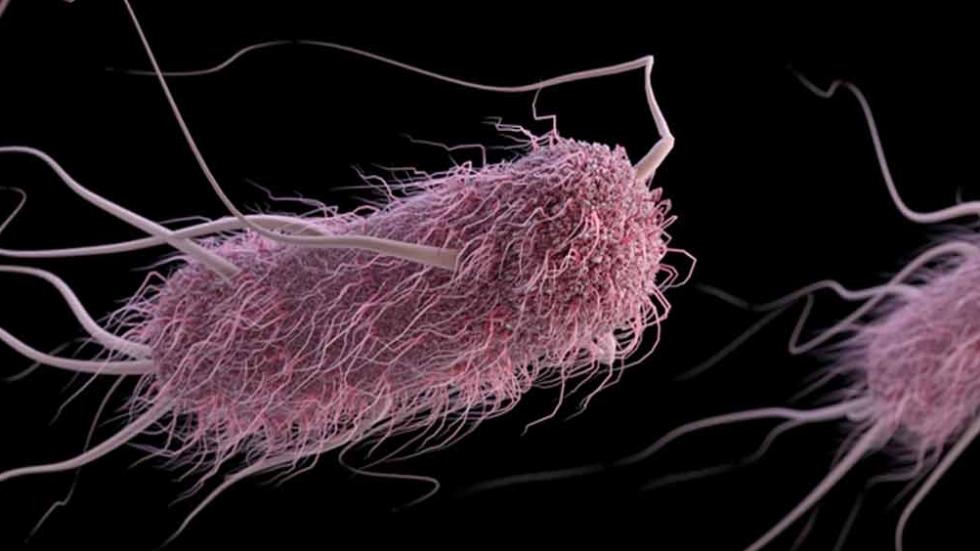 Where Is E Coli Commonly Found In The Human Body? | Bacterial Insights