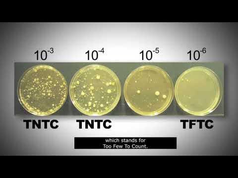 What is plate count in blood? | Essential Insights