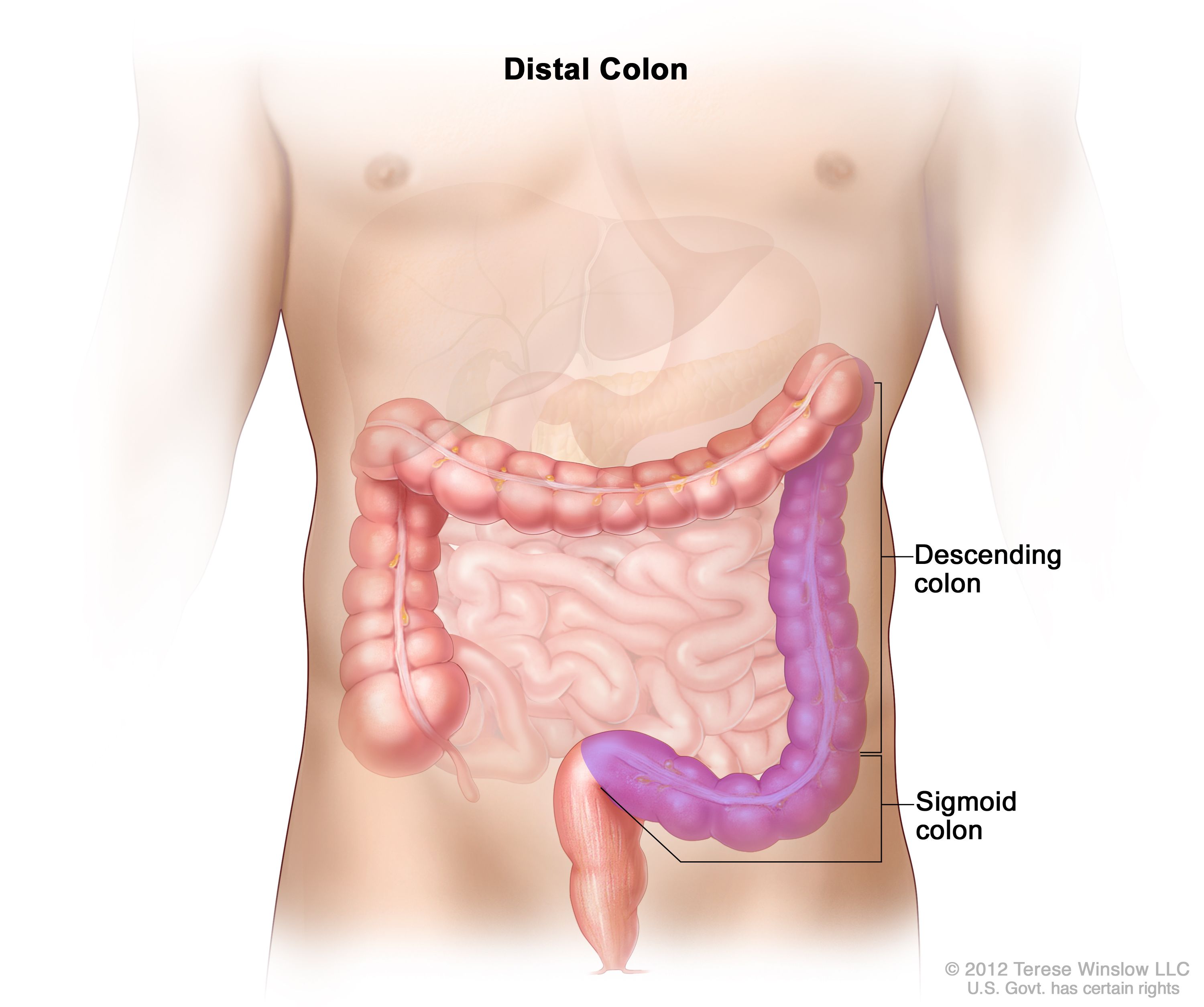 Where Is Sigmoid Colon Pain Felt? | Understanding Discomfort