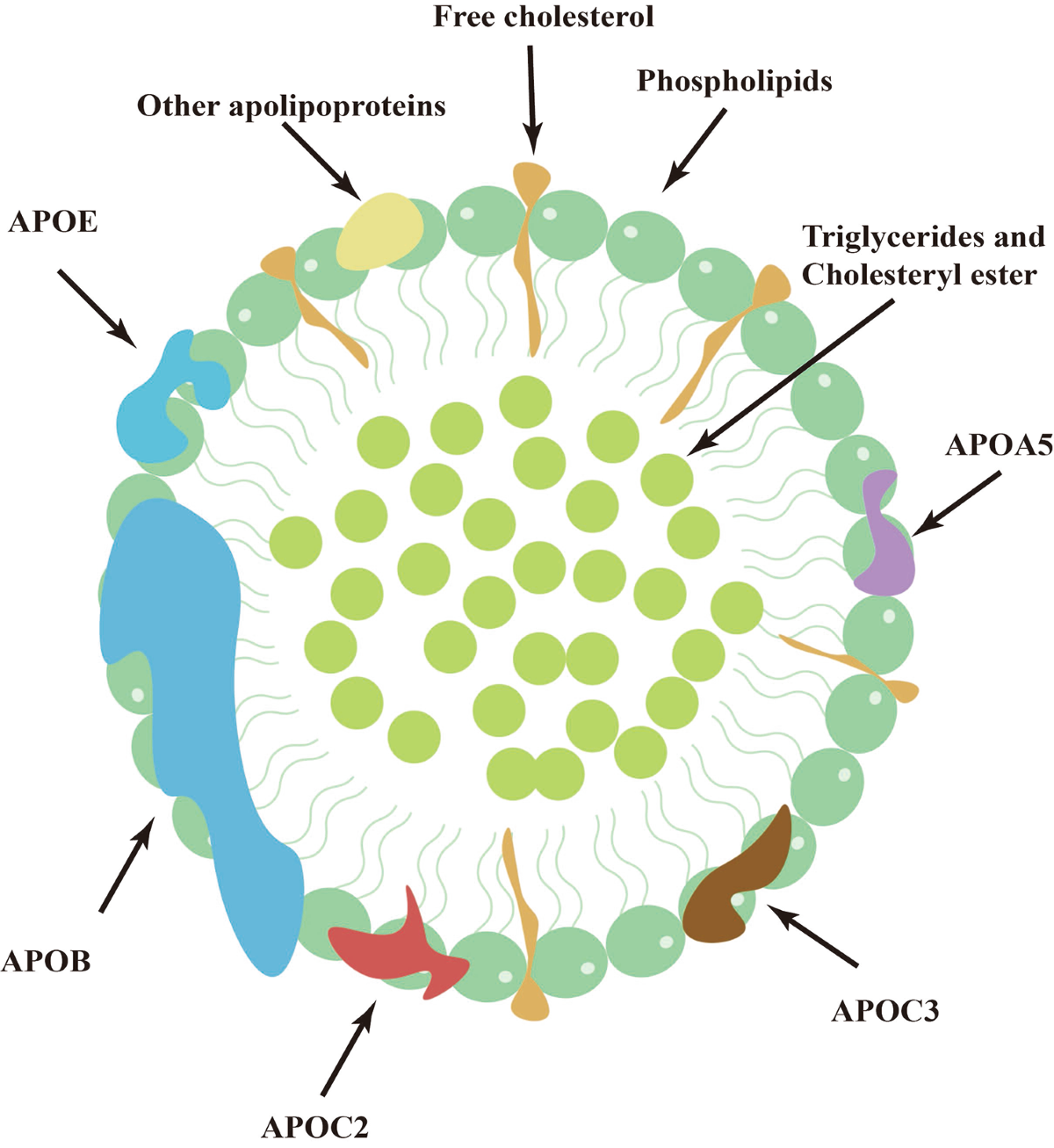 What Does High VLDL Mean? | Cholesterol Explained